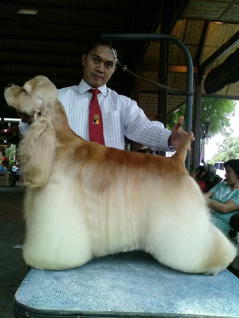 AMERICAN COCKER SPANIELS DITO PO TAYO - Page 11
