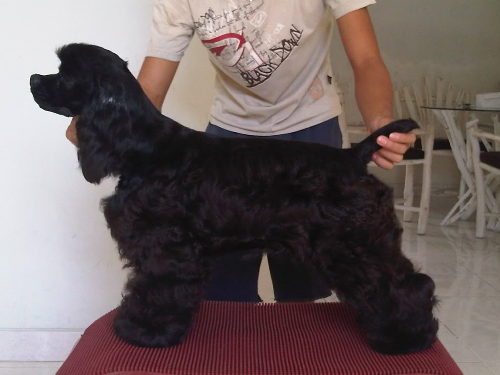 AMERICAN COCKER SPANIELS DITO PO TAYO - Page 16