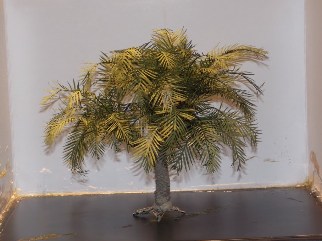 Phoenix roebelenii palm (dwarf date palm)