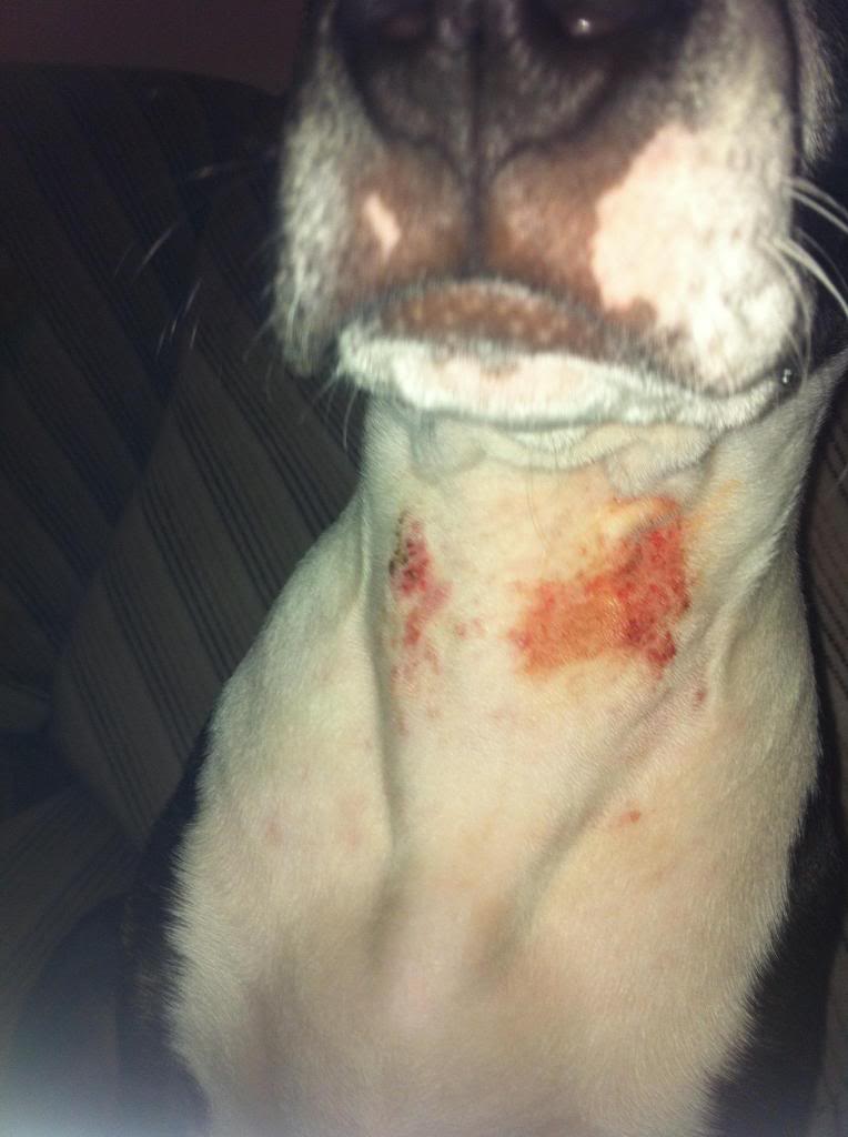 Dog Keeps Scratching Neck Raw at Joel Kates blog