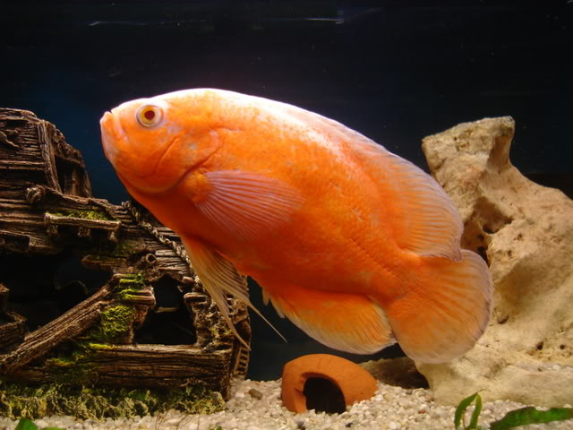 Astronotus ocellatus-Pez Oscar - by felinete