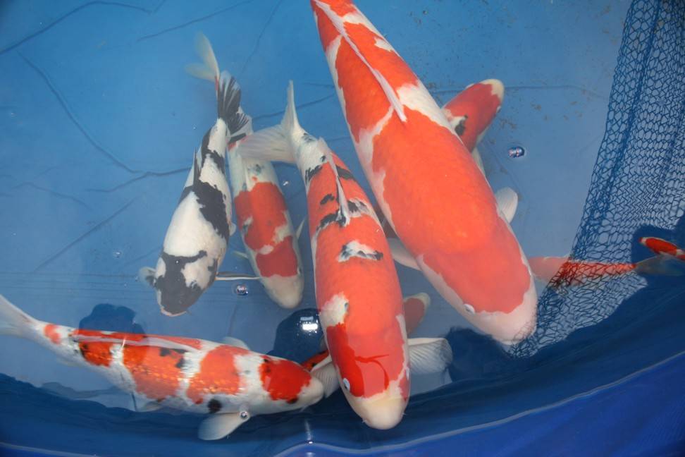 East London Koi Show 2009