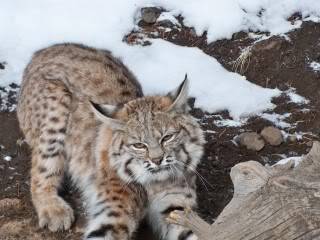 A few western cats