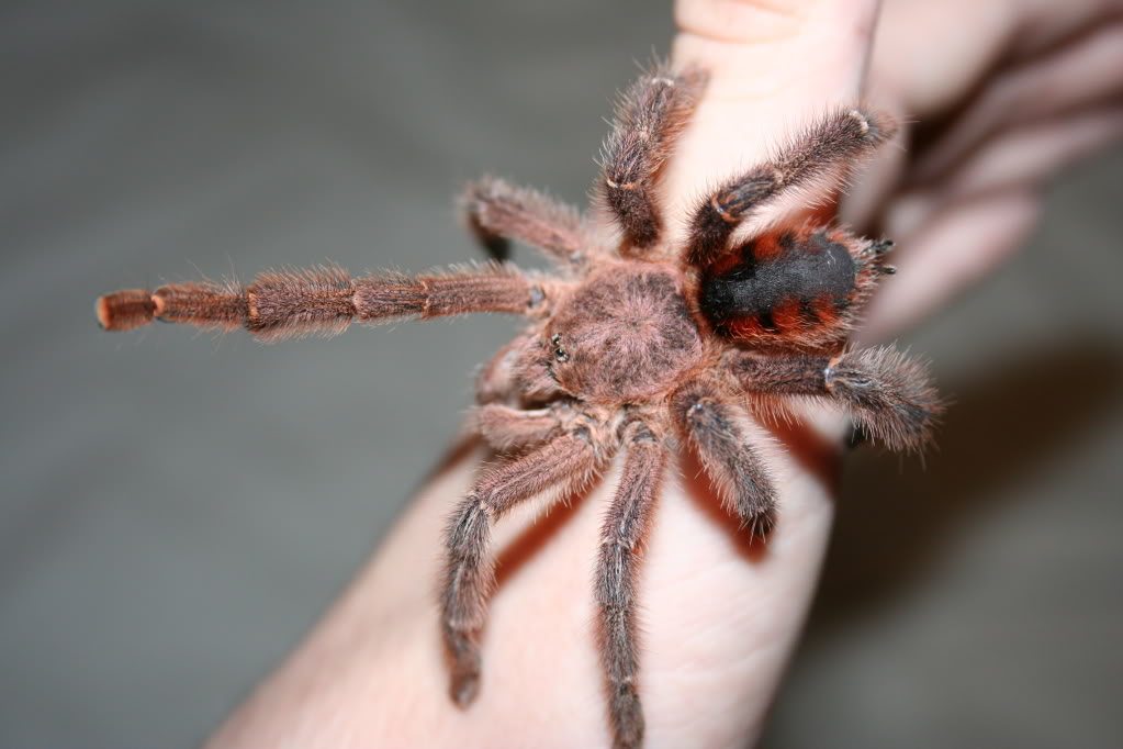 Avicularia Minatrix
