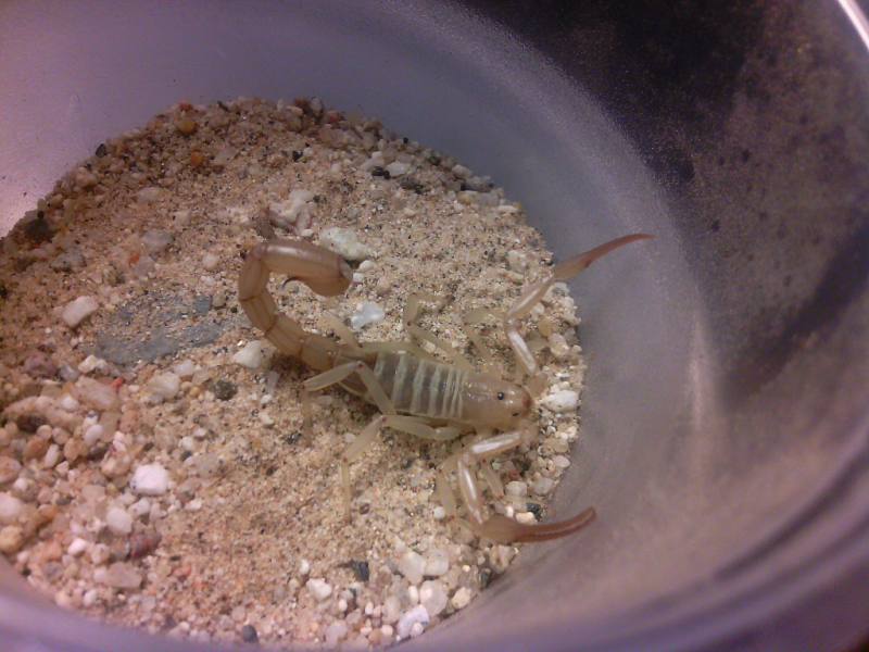 Desert scorpions of socal