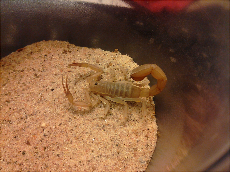 Desert scorpions of socal