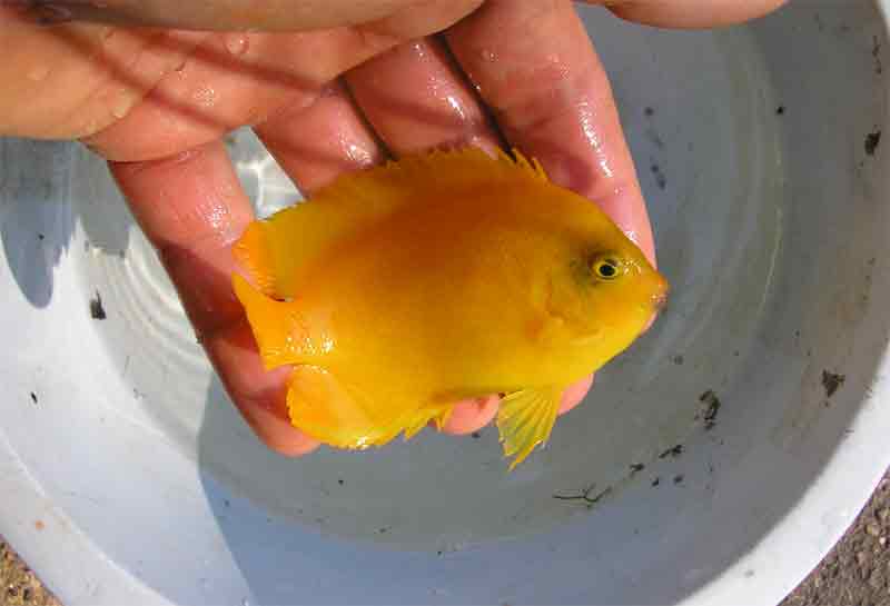 Centropyge heraldi-yellow dwarf angelfish.