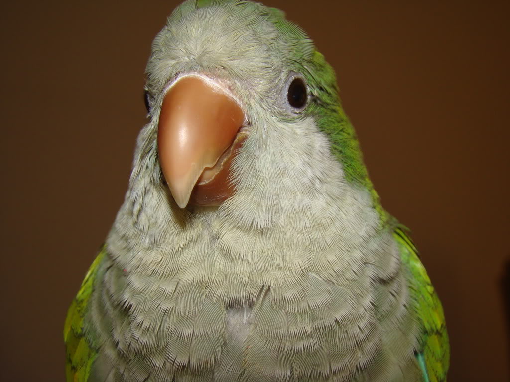 Os presento a Greg, mi cotorra argentina!!