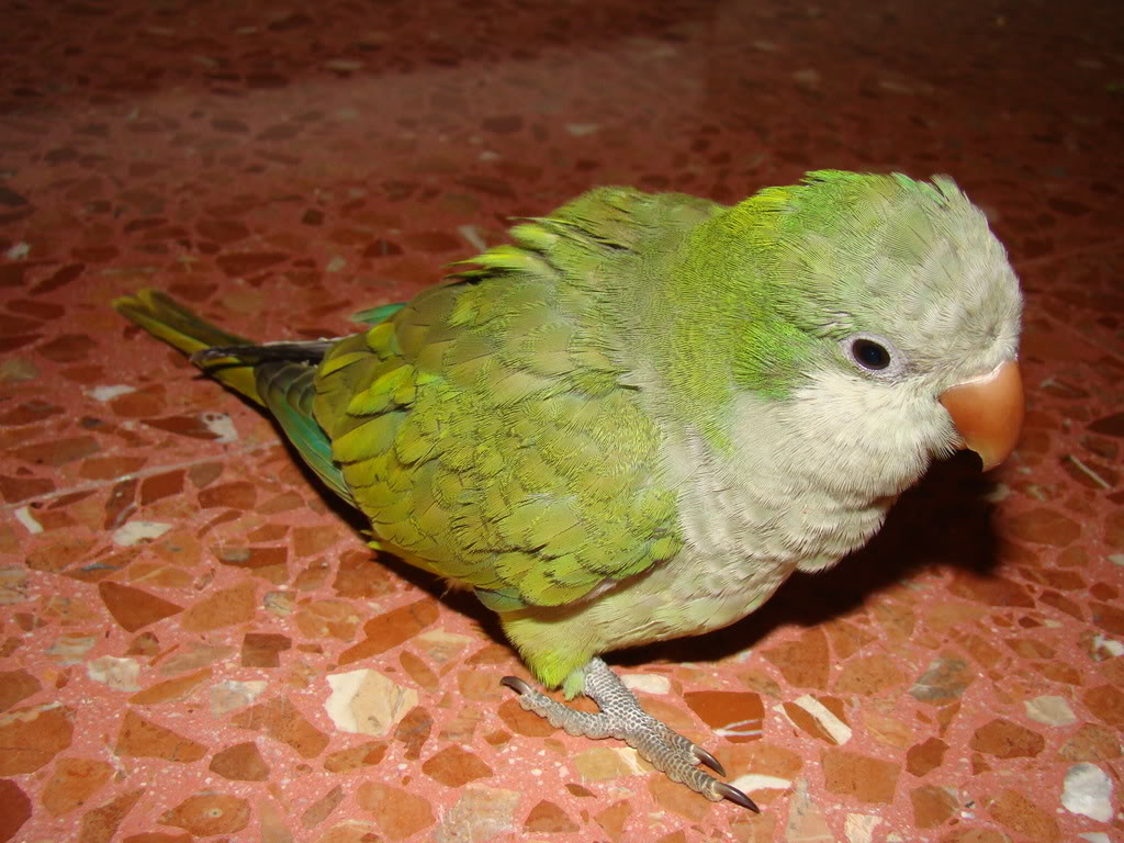 Os presento a Greg, mi cotorra argentina!!