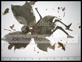 Pictures (real or fake)