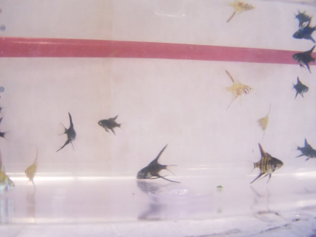 Huge batch of Angelfish babies.