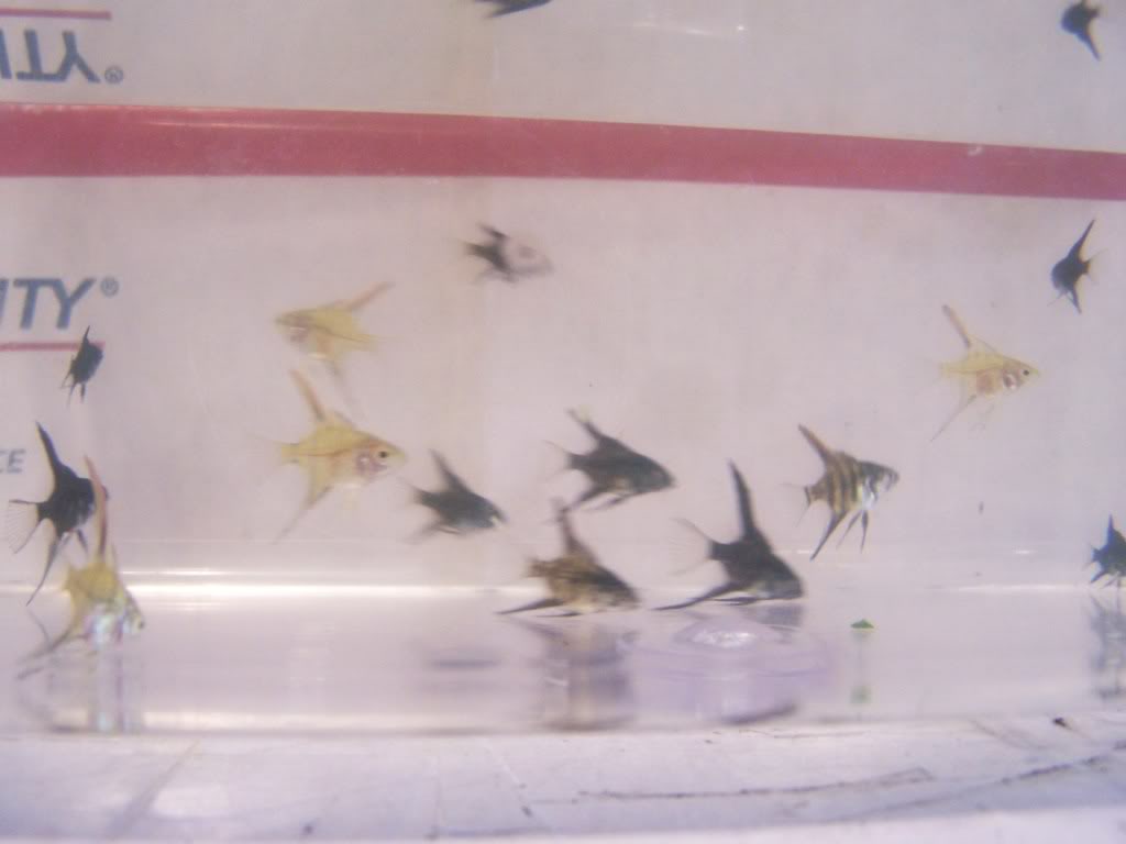 Huge batch of Angelfish babies.