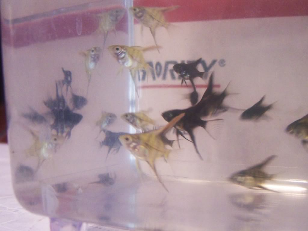 Huge batch of Angelfish babies.