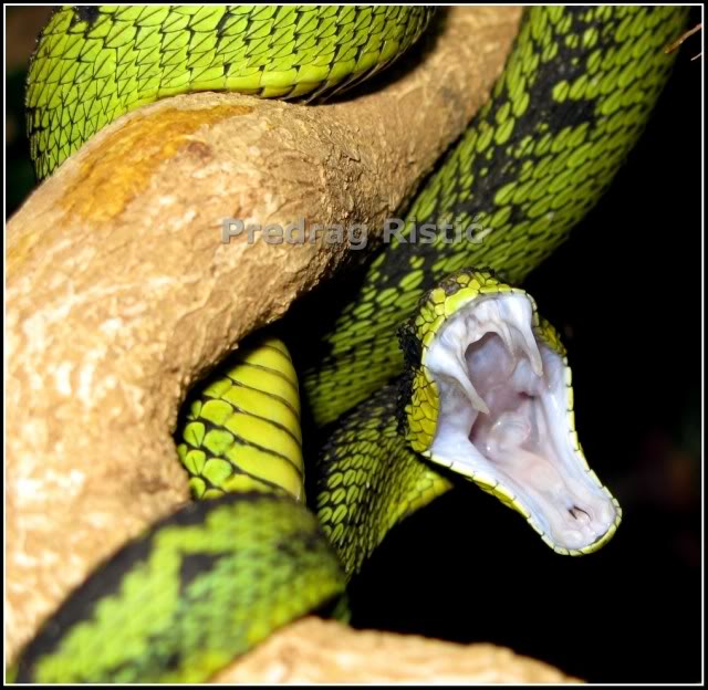 Atheris Nitschei
