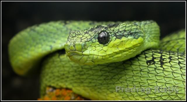 Atheris Nitschei