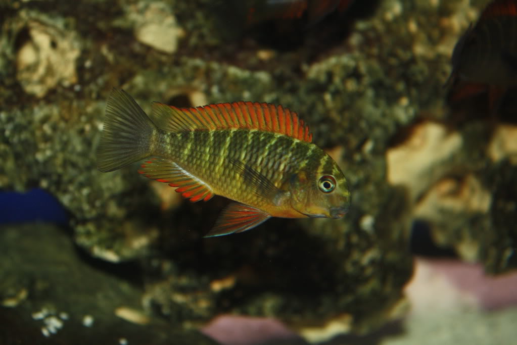 Tropheus Pictures