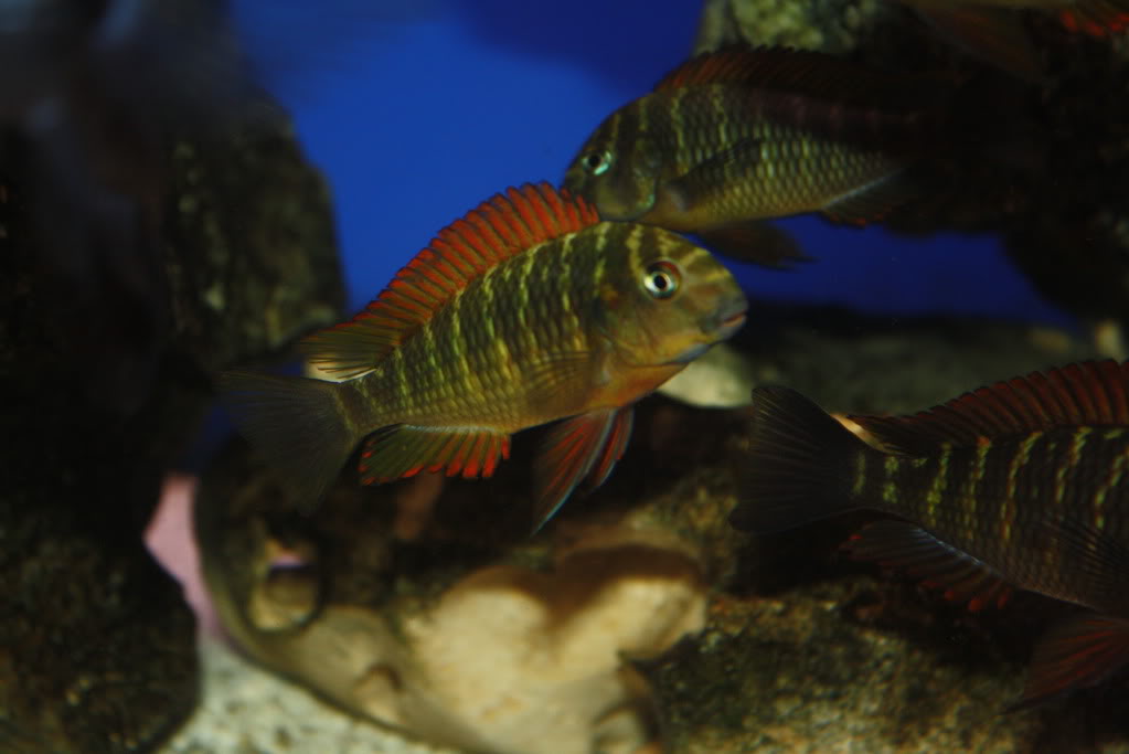 Tropheus Pictures