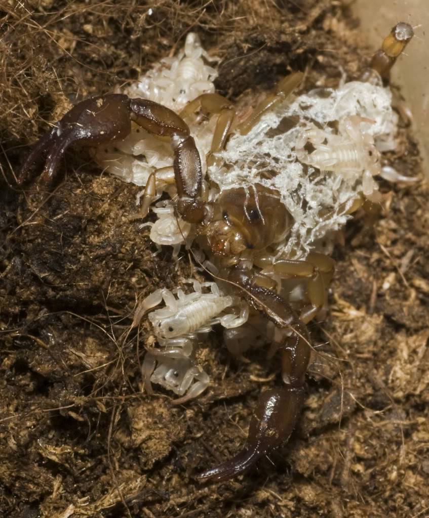 Euscorpius carpathicus candiota