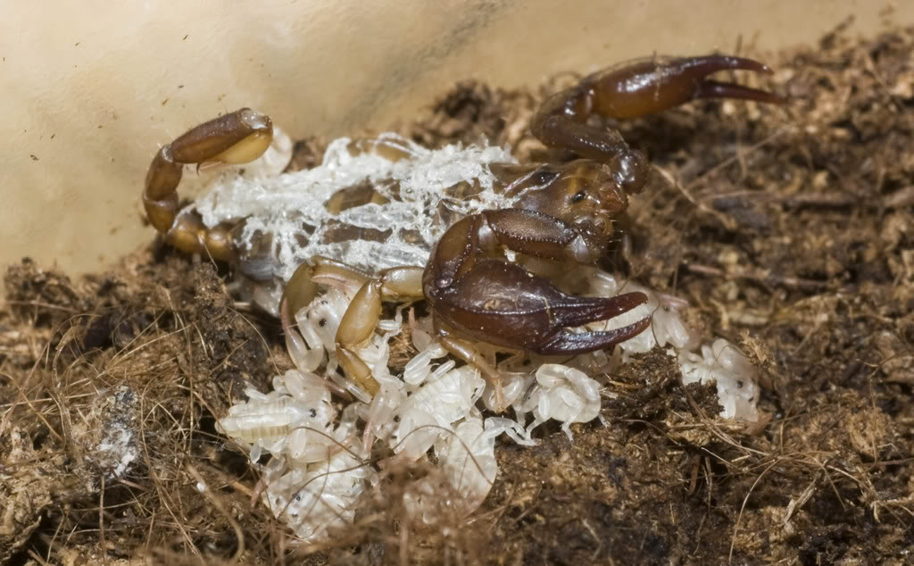 Euscorpius carpathicus candiota