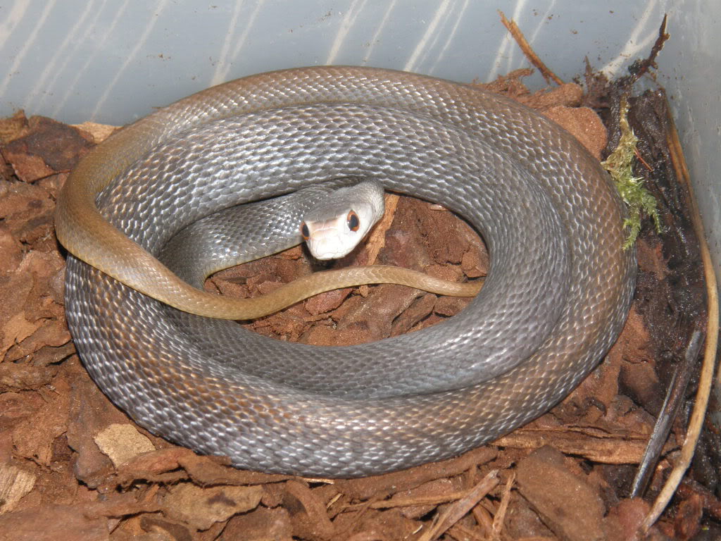 Papuan Taipan
