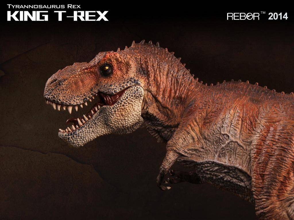 REBOR 1:35 Tyrannosaurus rex museum class replica official photos updated!