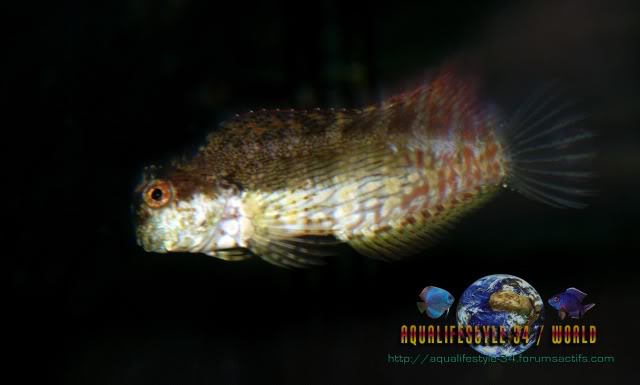 Stock liste des poissons marins de Baobab Balaruc (sur place)