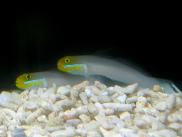 Stock liste des poissons marins de Baobab Balaruc (sur place)