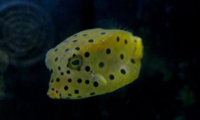 Stock liste des poissons marins de Baobab Balaruc (sur place)