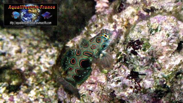 Stock liste des poissons marins de Baobab Balaruc (sur place)