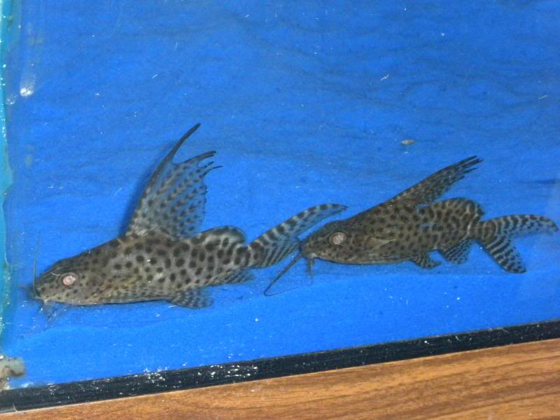Synadontis Eruptus -(Synodontis Euptera)