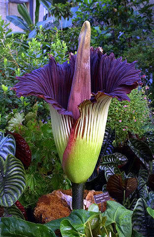 Flor con olor a muerto