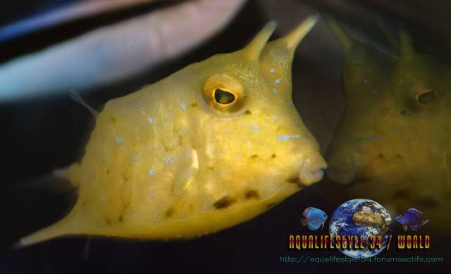 Stock liste des poissons marins de Baobab Balaruc (sur place)