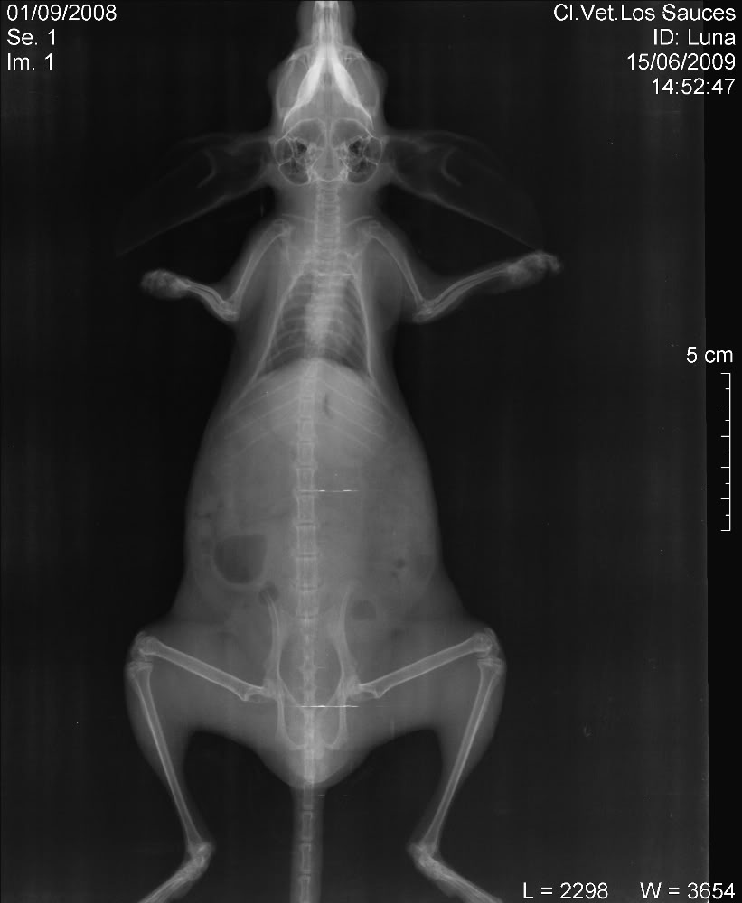 ANATOMIA DE CHINCHILLA