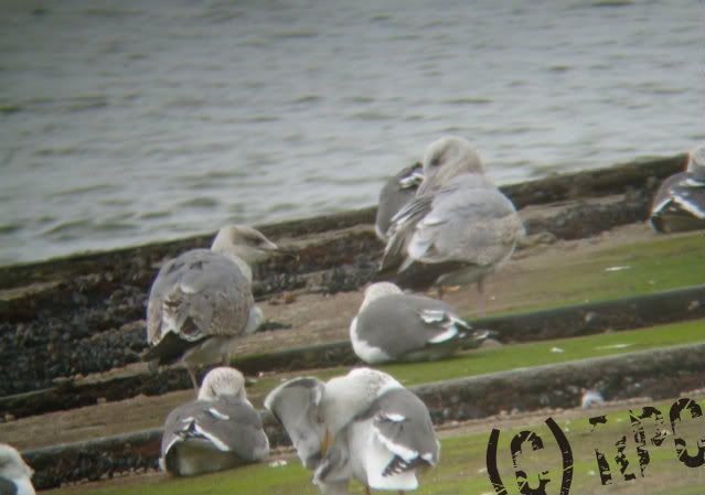 Larus argentatus (trio)