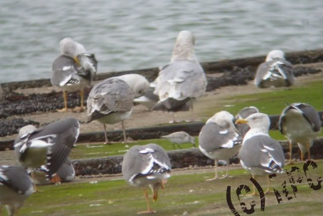 Larus argentatus (trio)