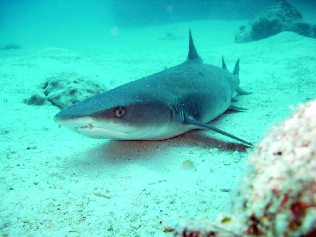 l'image du 23 Juillet au soir (spécial requins)