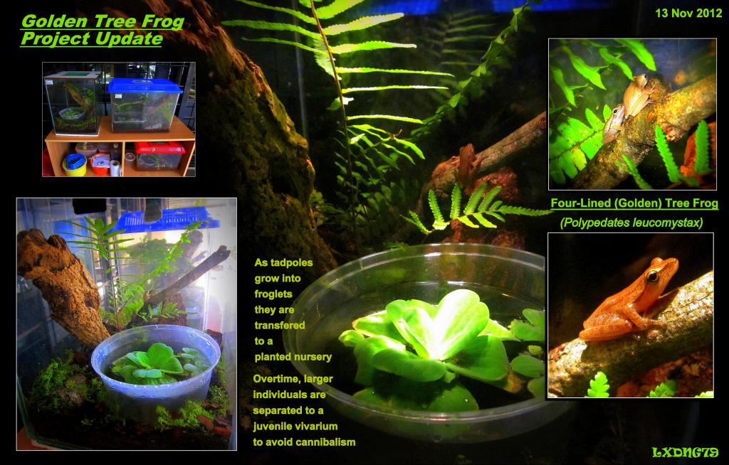 Golden Tree Frog Project (Polypedates leucomystax)