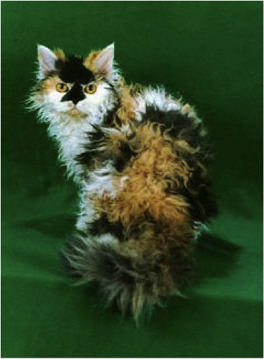Selkirk Rex