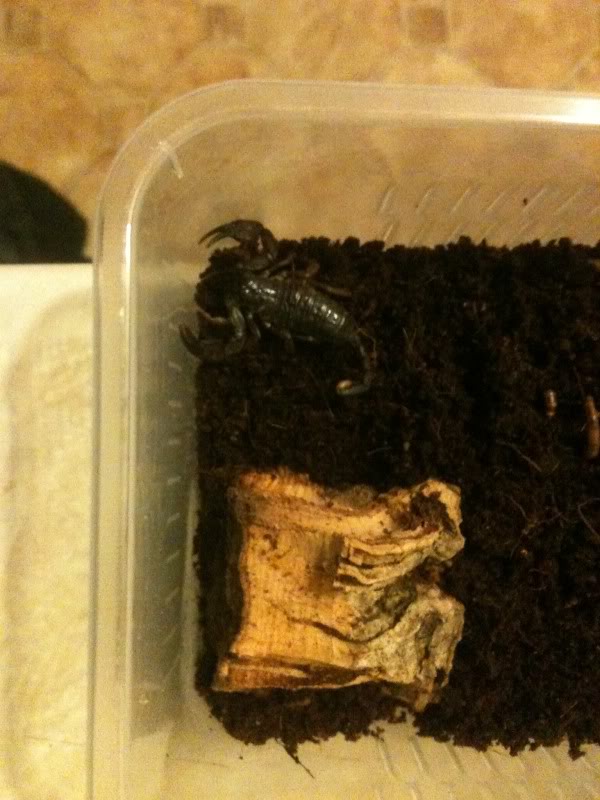 Sheerness Dockyards Yellowtail Scorpion colony (UK)