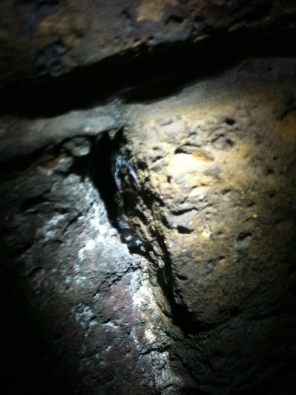 Sheerness Dockyards Yellowtail Scorpion colony (UK)
