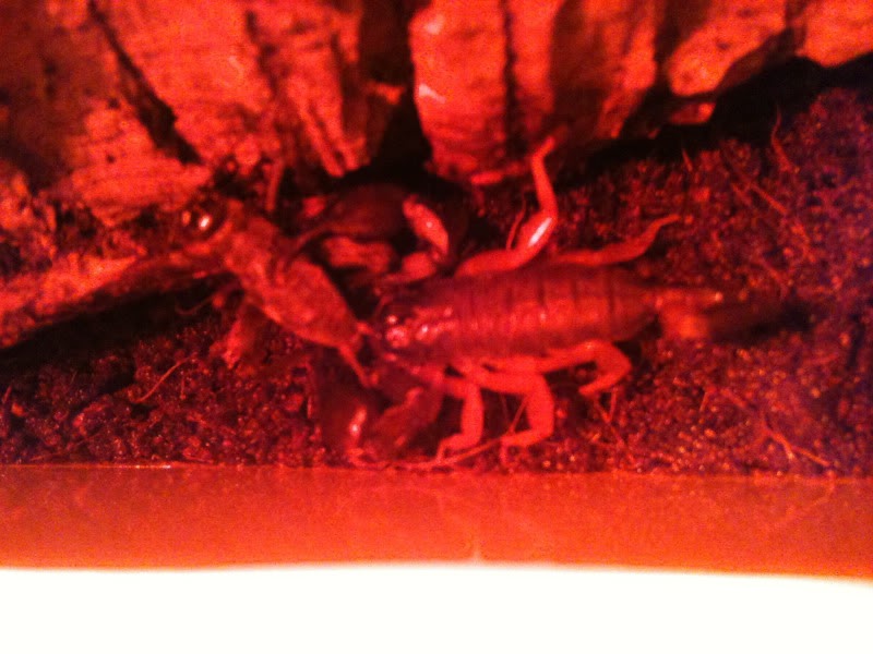 Sheerness Dockyards Yellowtail Scorpion colony (UK)