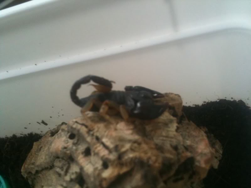 Sheerness Dockyards Yellowtail Scorpion colony (UK)