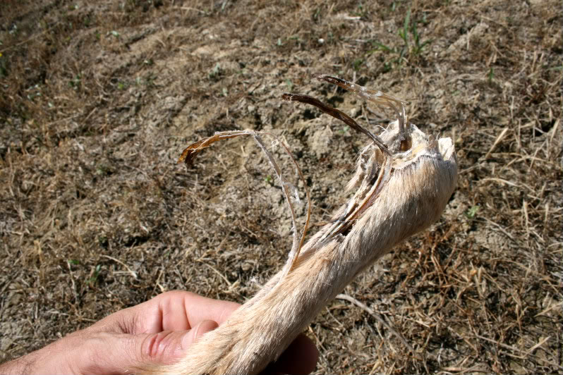 Tendón animal.