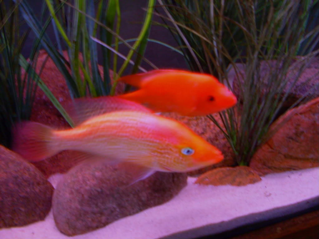 Male Jack Dempsey and female midas
