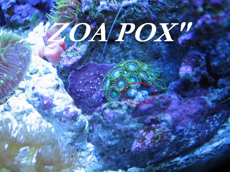 Why are my Zoanthids closed?