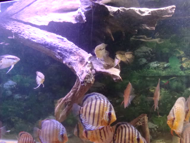 Wild Discus Tank