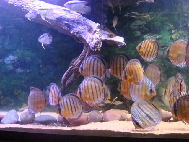 Wild Discus Tank