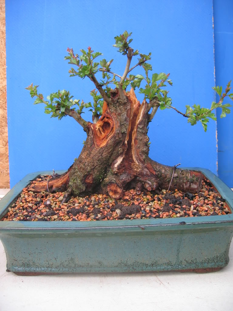 Hawthorn progression