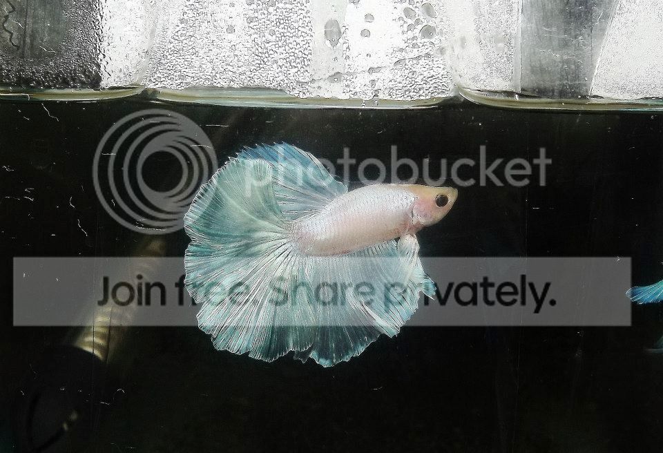 estos son algunos bettas que tube