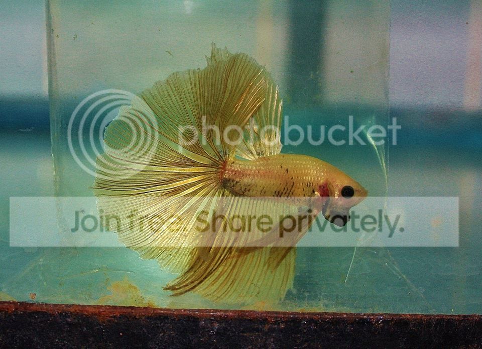 estos son algunos bettas que tube